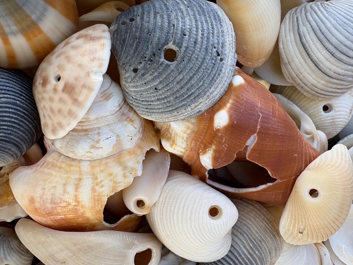 Assorted Natural Seashells With Holes DIY Coastal Wind Chime Kit 3lb ...