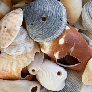 Assorted Natural Seashells With Holes DIY Coastal Wind Chime Kit 3lb ...