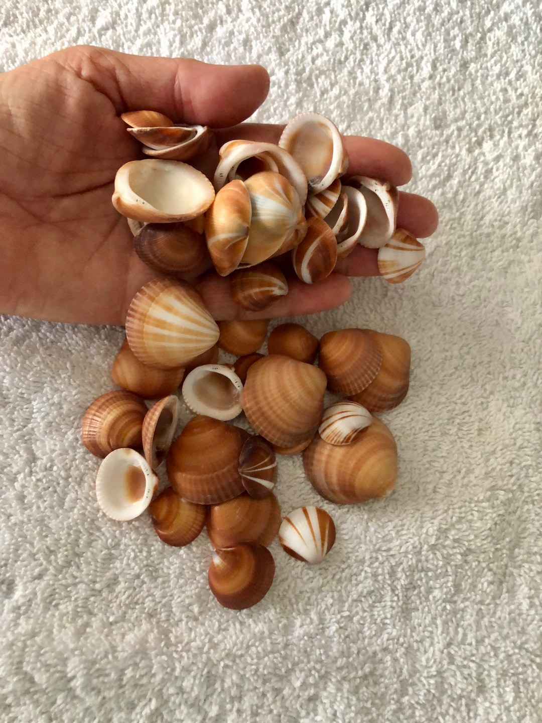 One Dozen Bittersweet Spectral Clam Glycymeris Spectralis Florida ...