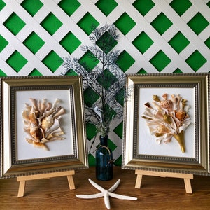 Seashell Bouquet Natural Broken Swirly Weathered Real Shells Beautiful ...