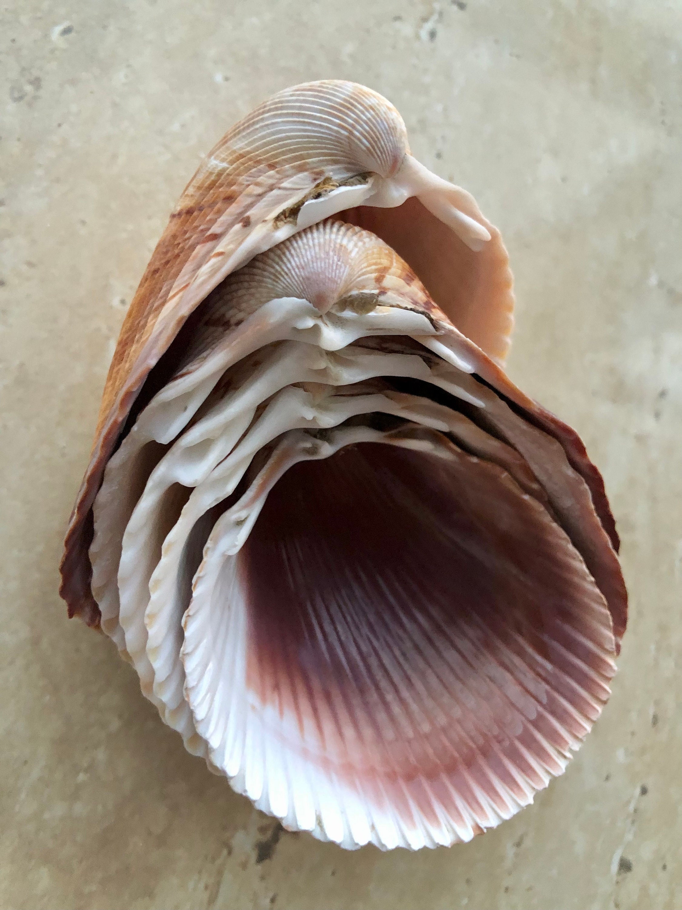 Set of 5 five Shells Atlantic Giant heart Cockle Florida Natural ...