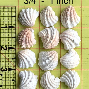 Florida Spiny Jewel Box 12 Seashells Bulk Creamy White Crafting ...