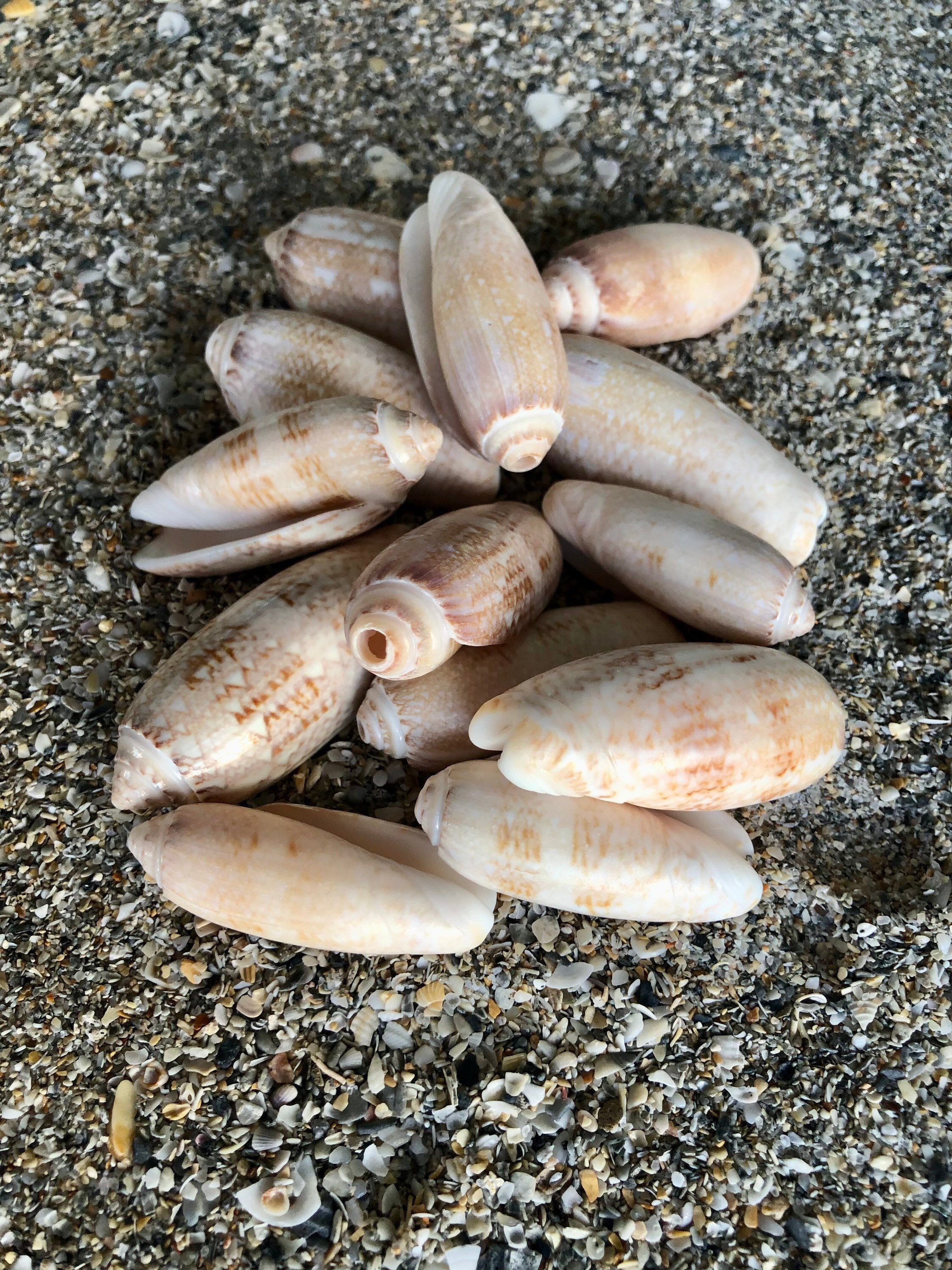 Lettered Olive Shells Florida One Dozen Natural Bulk Seashells With ...