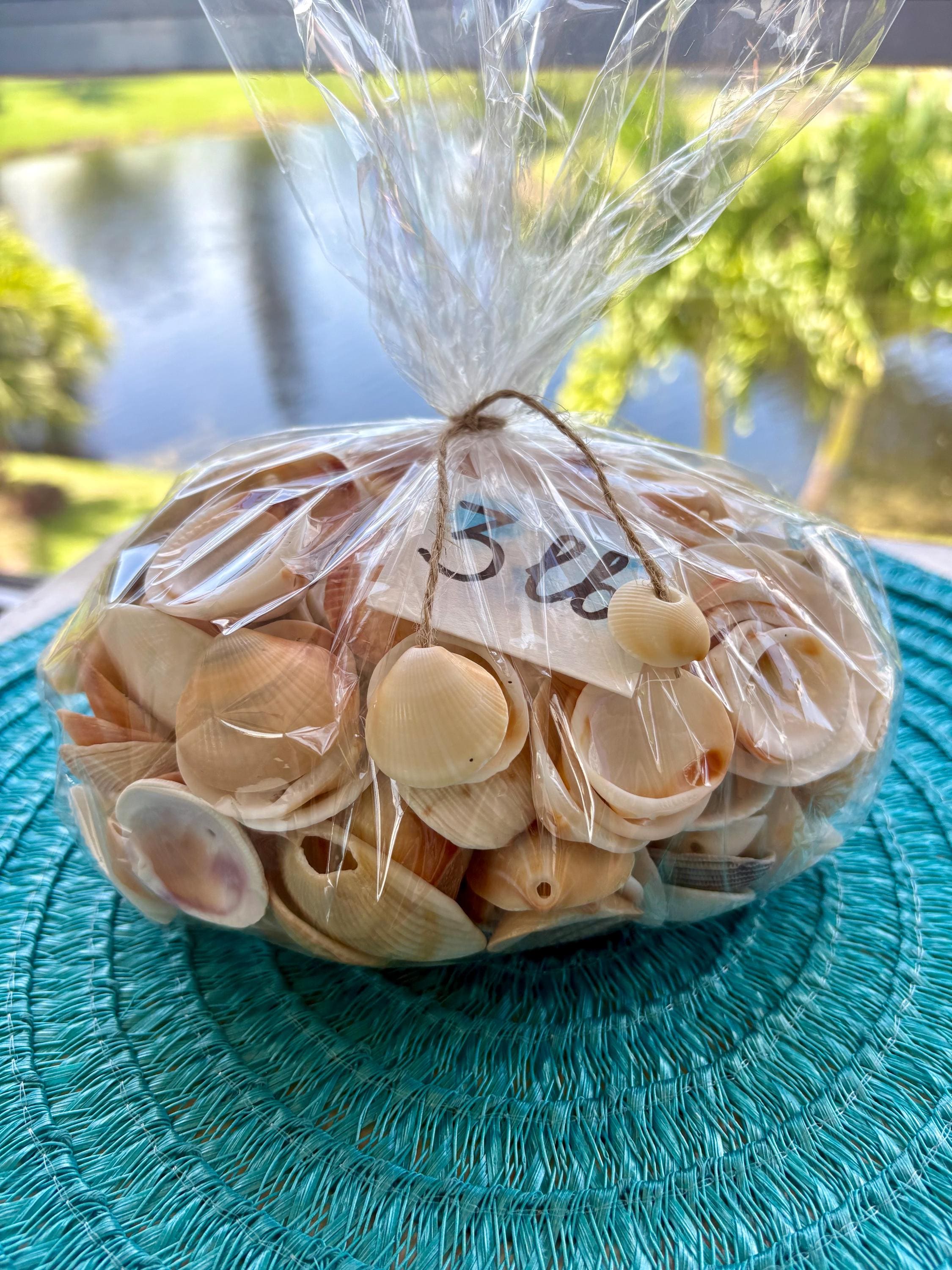 Assorted Natural Seashells With Holes DIY Coastal Wind Chime Kit 3lb ...