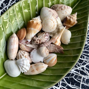 Beautiful Florida Seashells Set 18 Varieties Shells and Coral Fragments ...