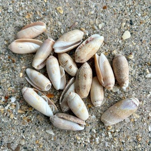 Small Lettered Olive Shell Florida One Dozen Natural Bulk Seashells DIY ...