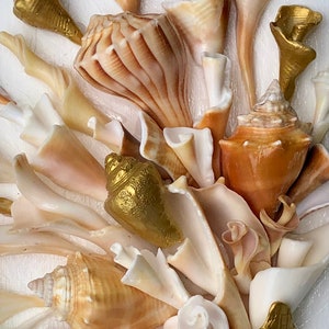 Seashell Art Bouquet Natural Broken Swirly Weathered Real Shells ...