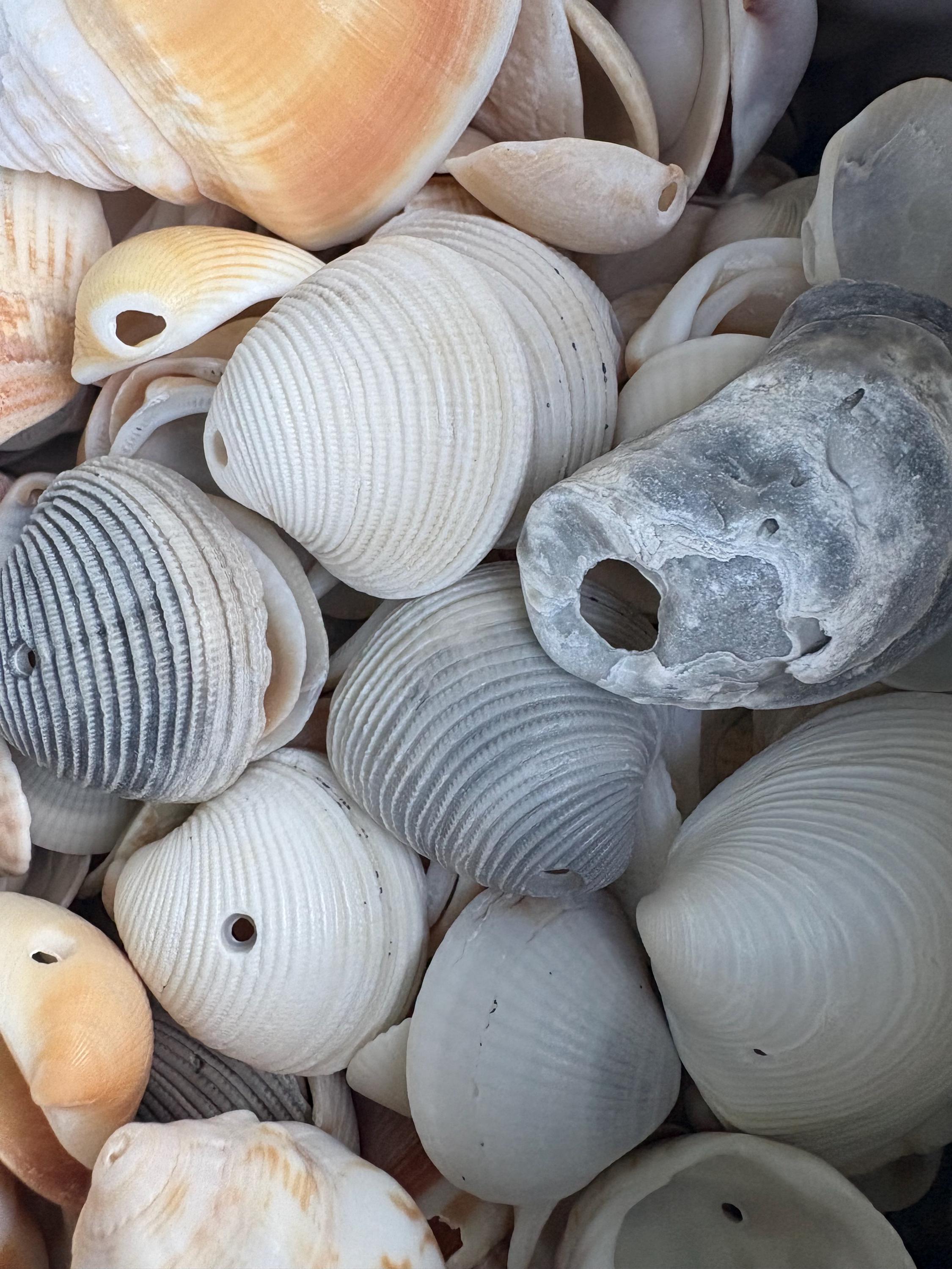 Assorted Natural Seashells With Holes DIY Coastal Wind Chime Kit 3lb ...