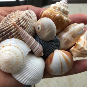 Beautiful Florida Seashells Set 18 Varieties Shells and Coral Fragments ...