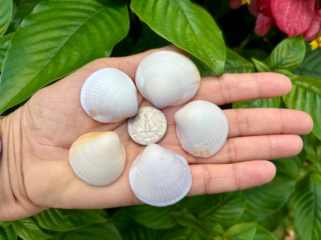 Large Bittersweet Clam Florida Seashell Bulk 1 (one) Pound, White ...