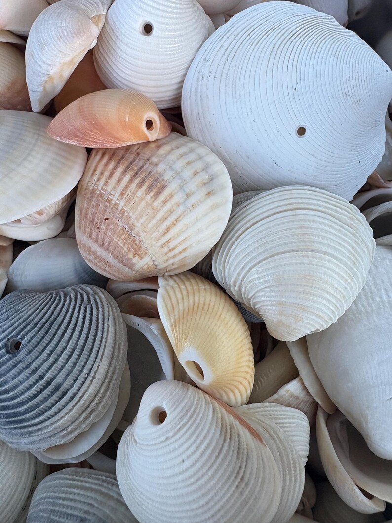 Assorted Natural Seashells With Holes DIY Coastal Wind Chime Kit 3lb ...