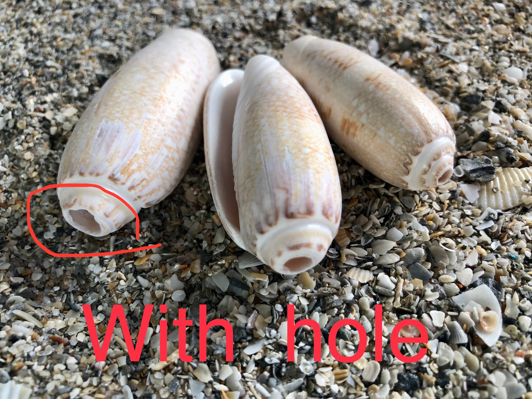 Lettered Olive Shells Florida One Dozen Natural Bulk Seashells With ...