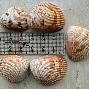 Set of 5 five Shells Atlantic Giant heart Cockle Florida Natural ...