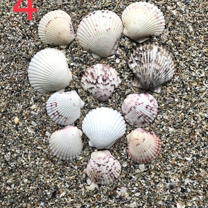 Atlantic Calico Scallop Shells Florida Natural Seashells Bulk Decor DIY ...