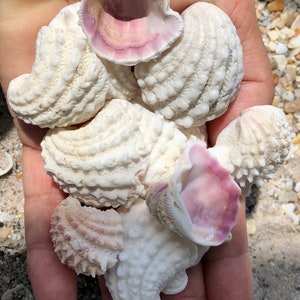 Florida Spiny Jewel Box 12 Seashells Bulk Creamy White Crafting ...
