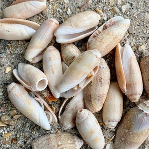 Small Lettered Olive Shell Florida One Dozen Natural Bulk Seashells DIY ...