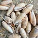 Small Lettered Olive Shell Florida One Dozen Natural Bulk Seashells DIY ...