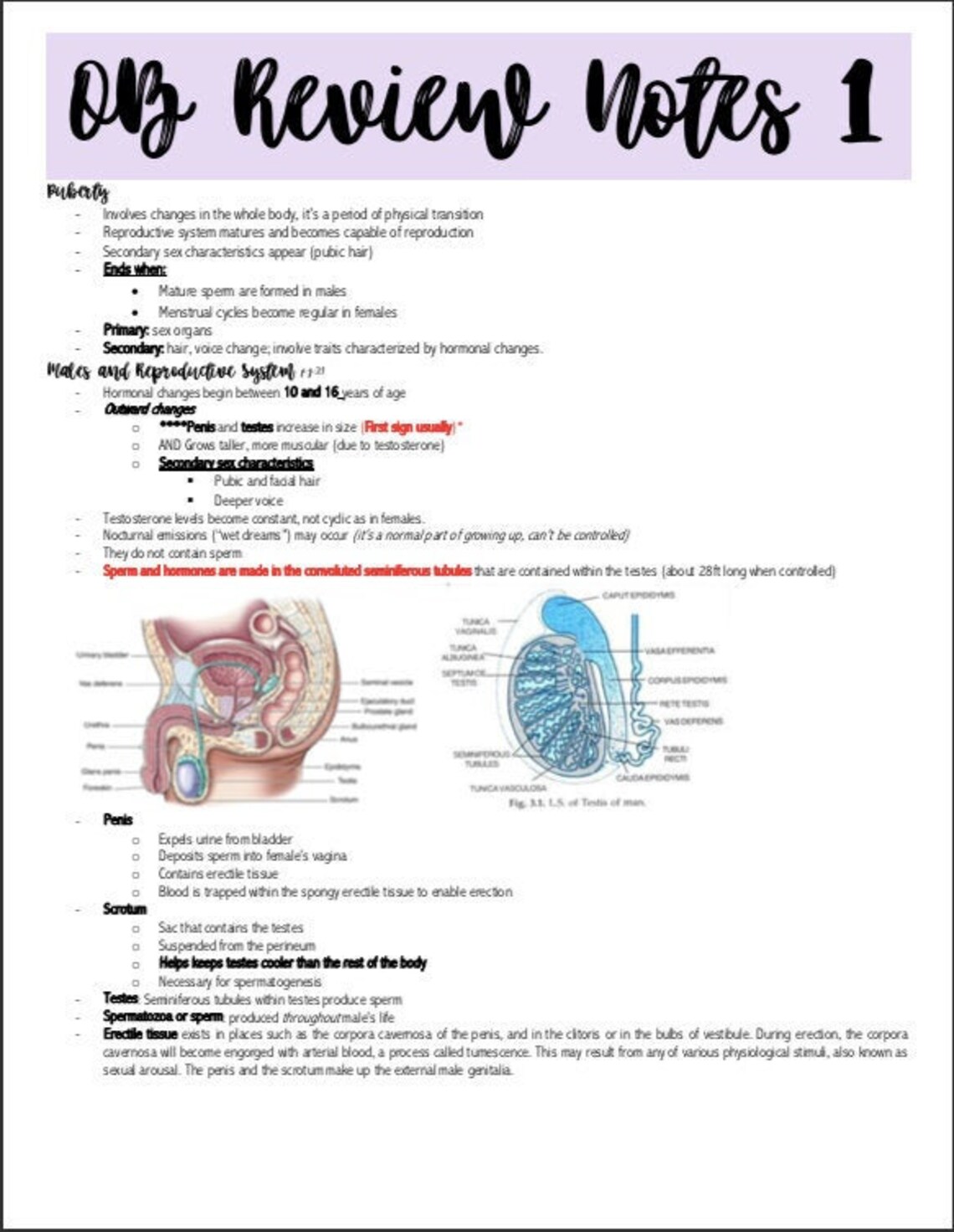 OB Review Package 1 Notes - Etsy Australia
