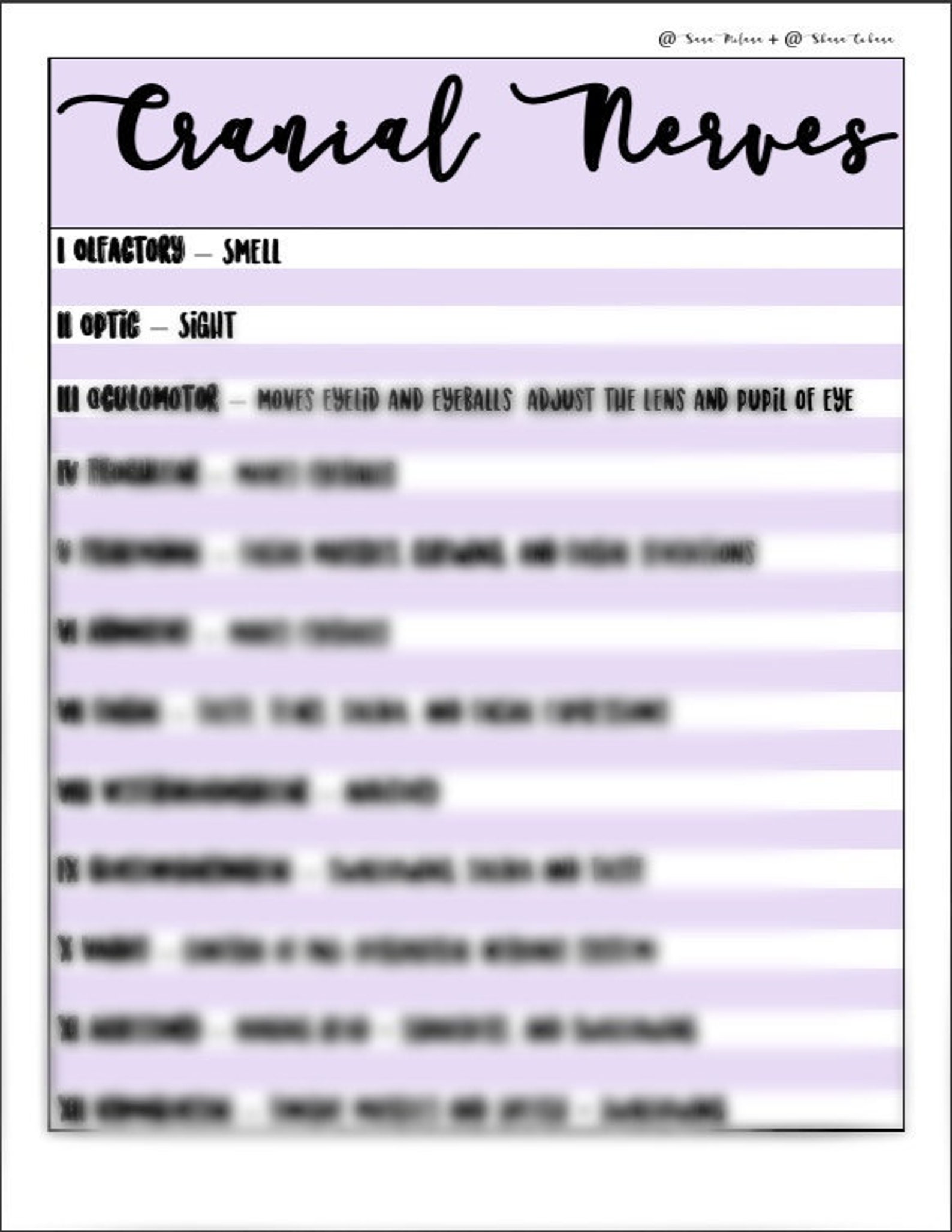 12 Cranial Nerves Study Sheet - A&P + Nursing + Med - Etsy