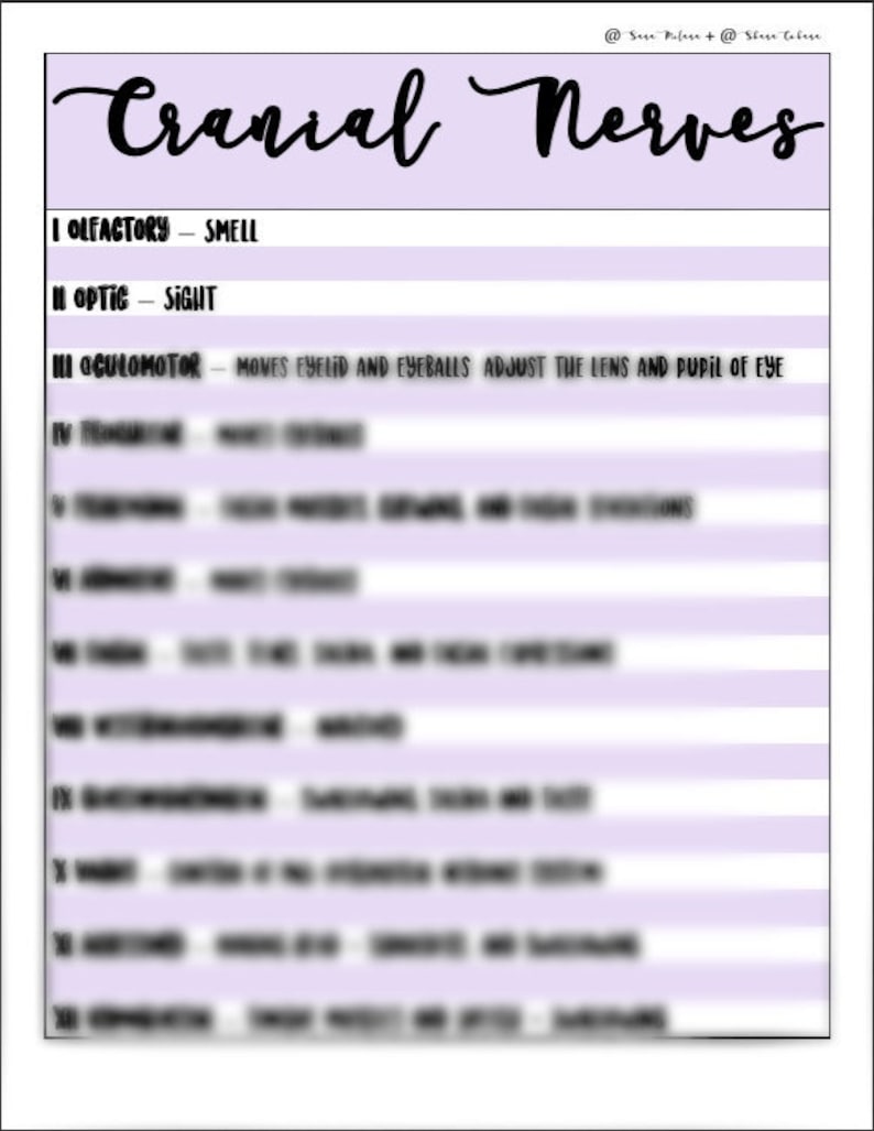 12 Cranial Nerves Study Sheet - A&P + Nursing + Med - Etsy