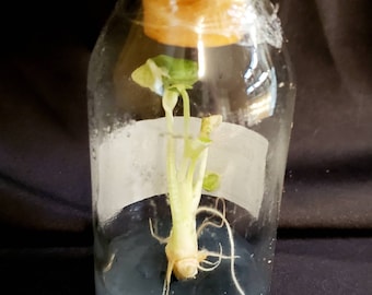 Alocasia Black Velvet - Etsy