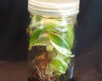 Nono Banana Plant - Etsy