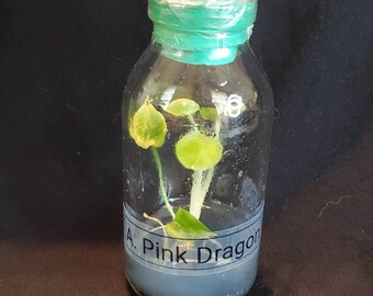 Alocasia Dragon Variegated - Etsy