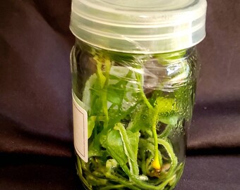 Anthurium Big Bill - Etsy