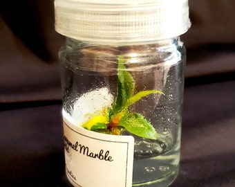 Caramel Marble - Etsy