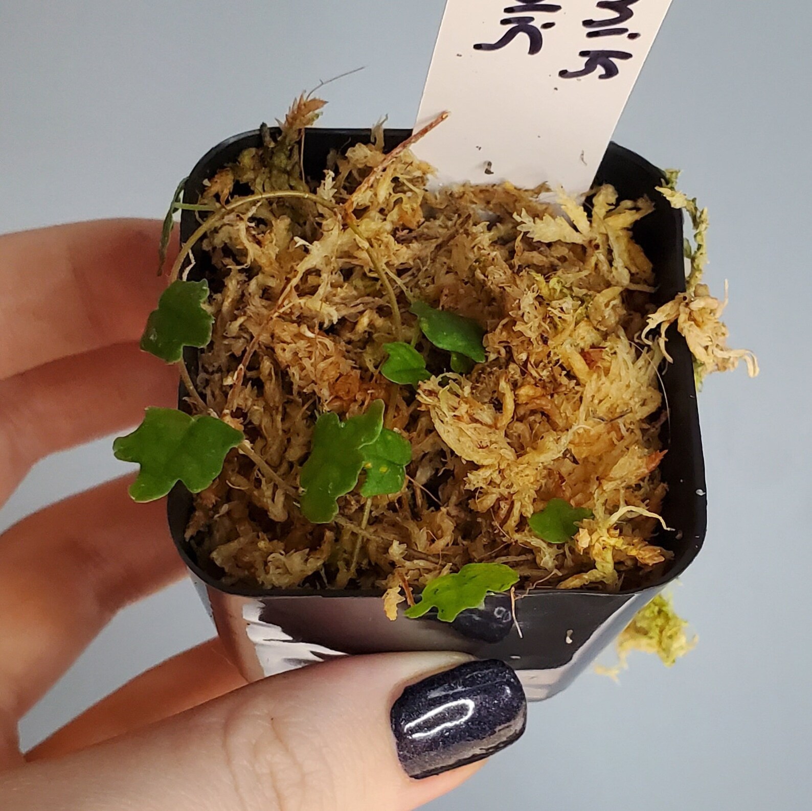 Ficus Pumila quercifolia String of Frogs | Etsy