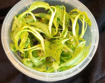 Philodendron Paraiso Verde - Etsy