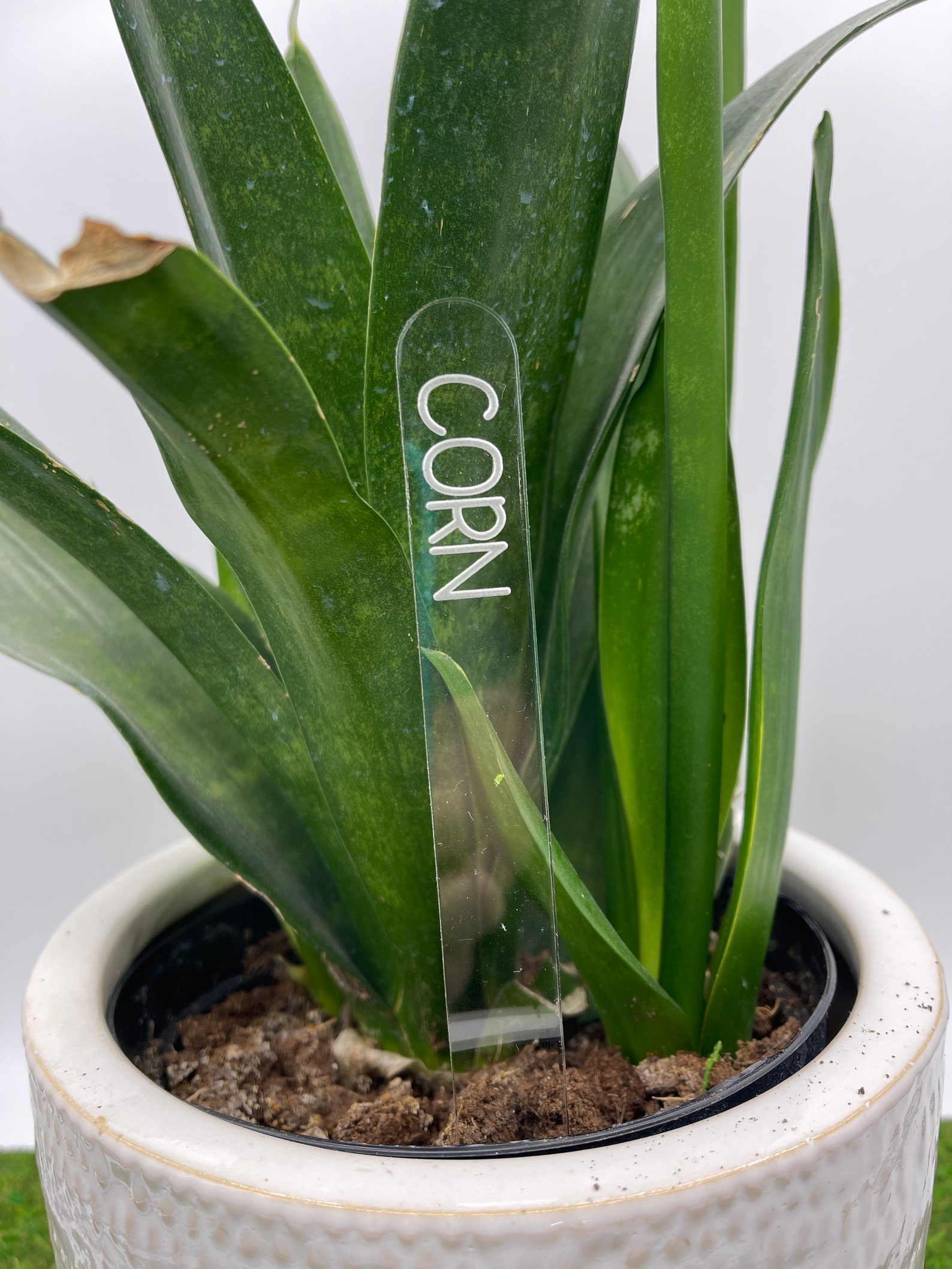 Acrylic Plant Markers, Clear Garden Stakes, Garden ID Tags, Plant Name ...