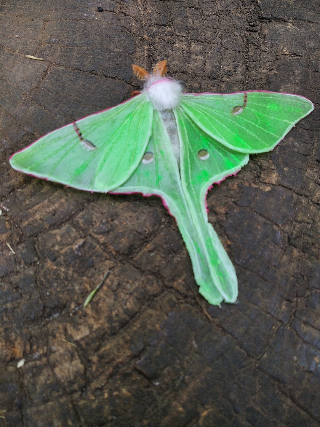 Moon Moth Made of Cold Porcelain Self-hardening Clay Green Butterfly ...