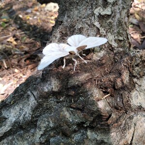 Silkworm Moth White Butterfly Brooch Jewelry Cold Porcelain Realistic ...