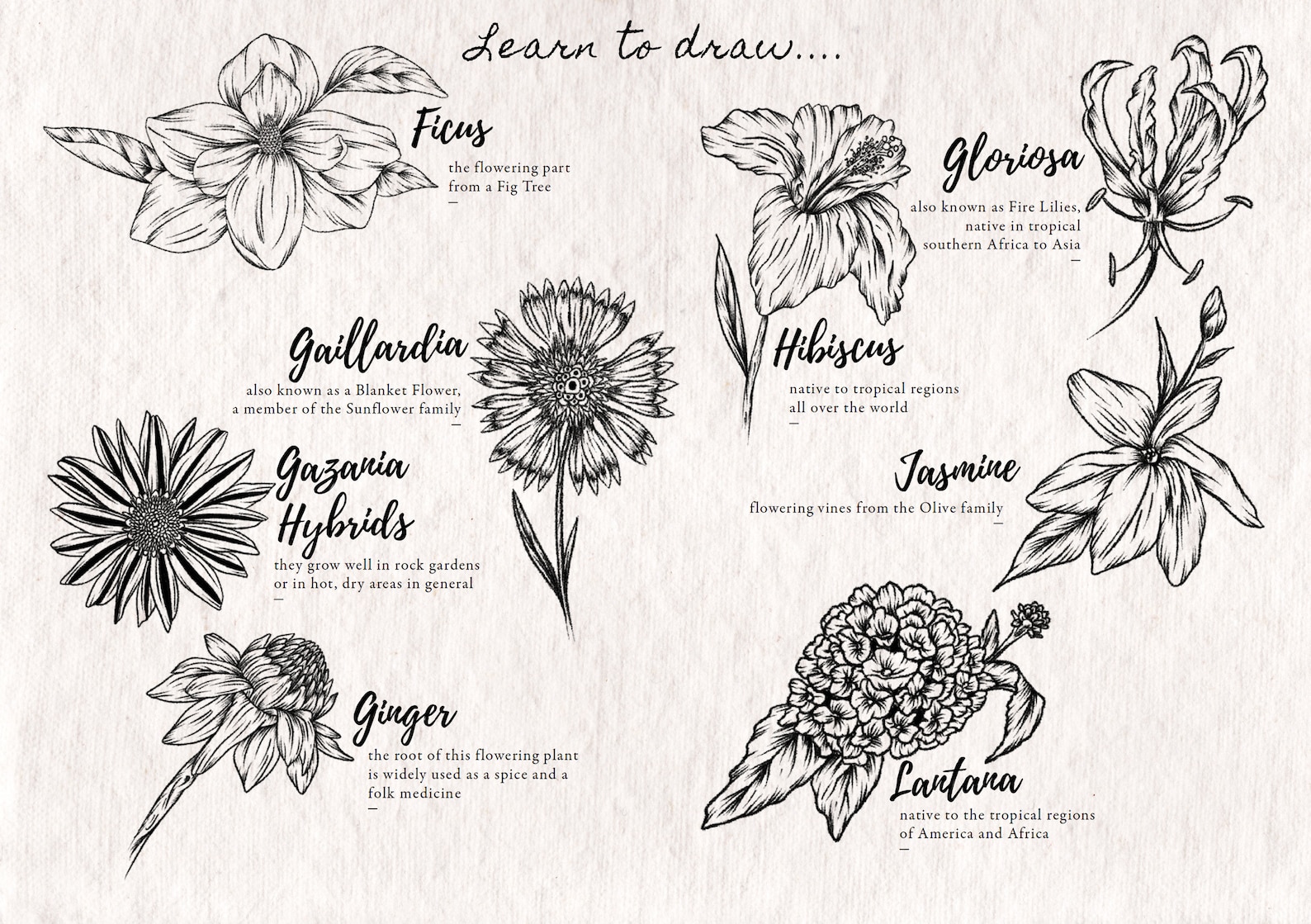 How to Draw Summer Flowers - Learn How to Draw Flowers - Step by Step ...