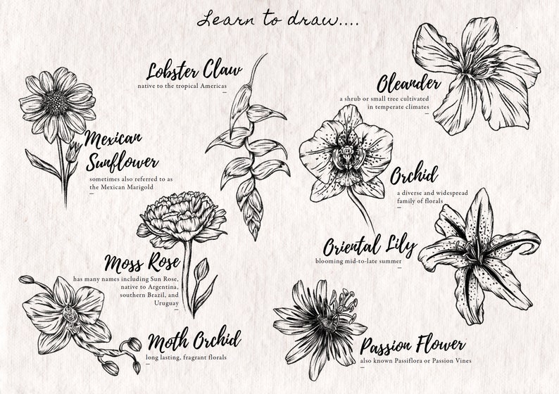 How to Draw Summer Flowers Learn How to Draw Flowers Step - Etsy UK