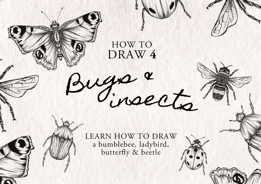 How to Draw Bugs & Insects - 4 Step by Step Easy Drawing Tutorials ...