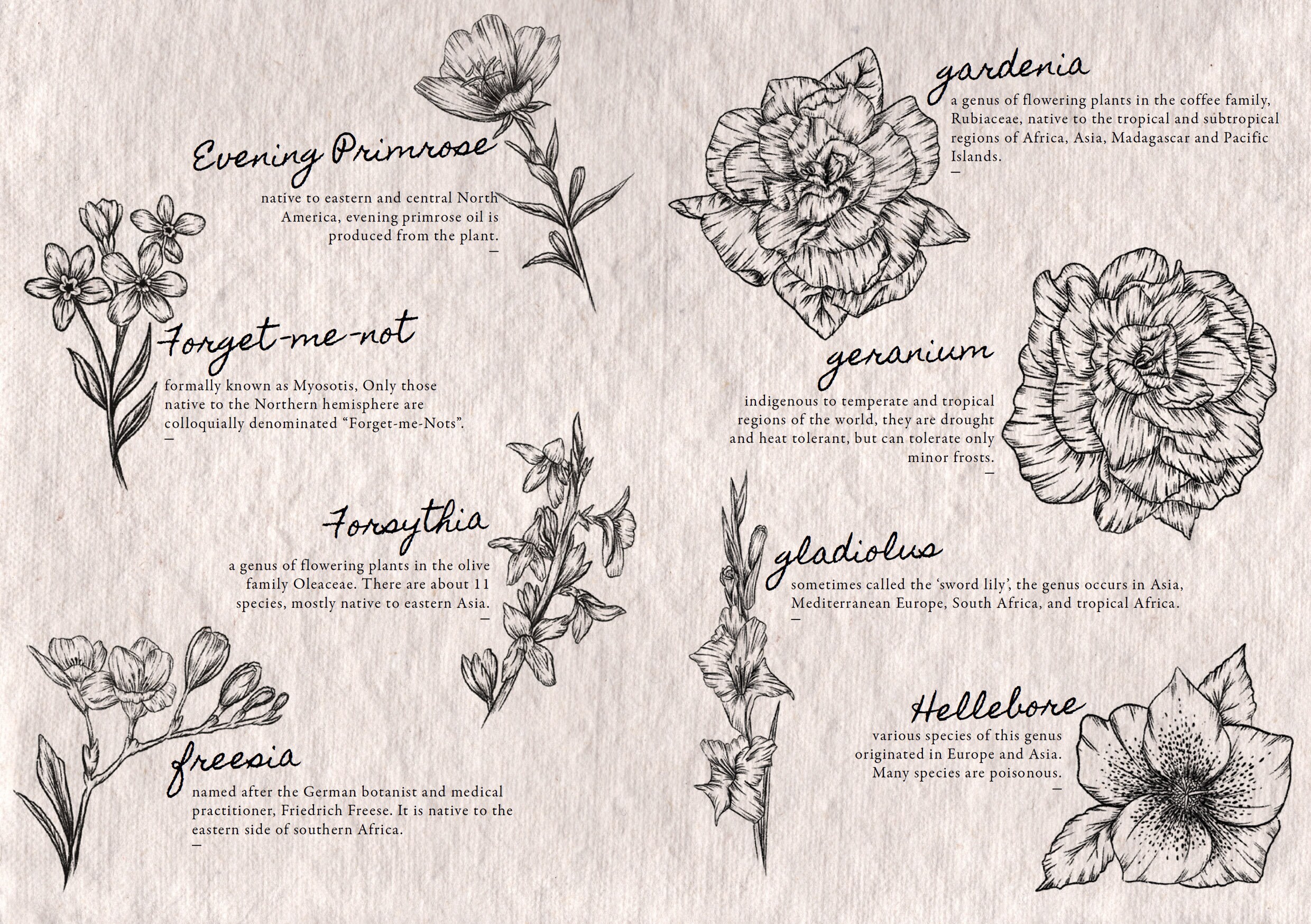 Learn to Draw Flowers and Doodle Celestial Boho Edition 58 Step by Step ...