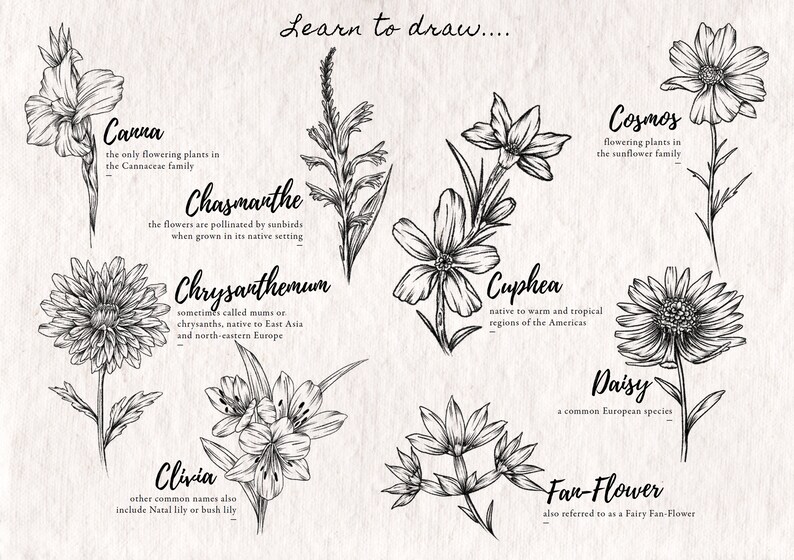 How to Draw Summer Flowers - Learn How to Draw Flowers - Step by Step ...