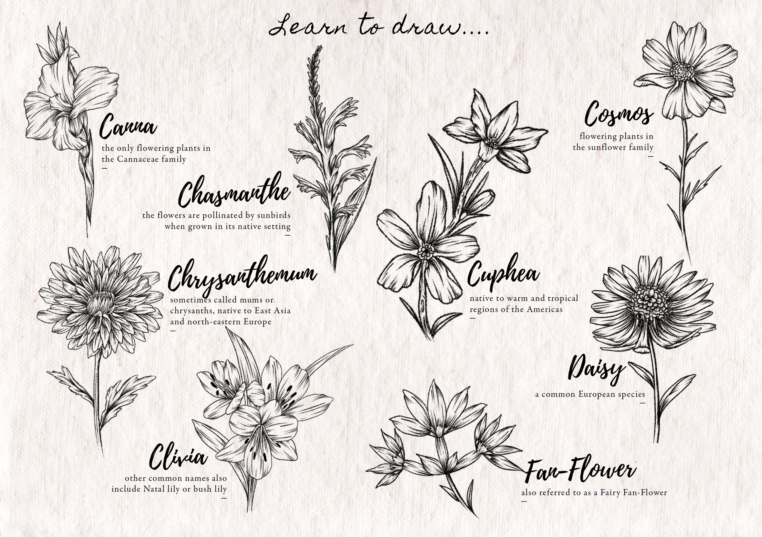 How to Draw Summer Flowers - Learn How to Draw Flowers - Step by Step ...