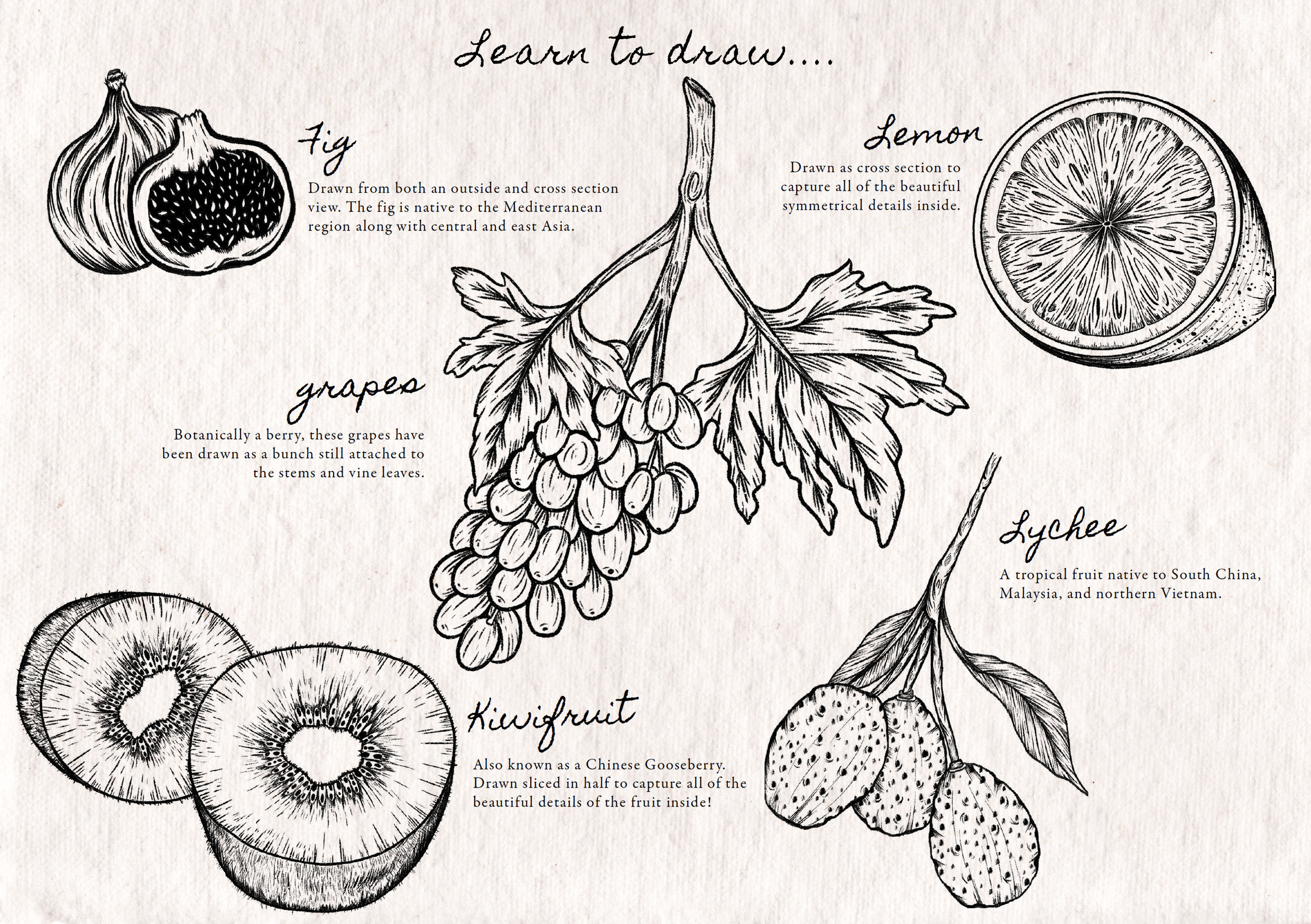 How To Draw The Inside Of A Fruit