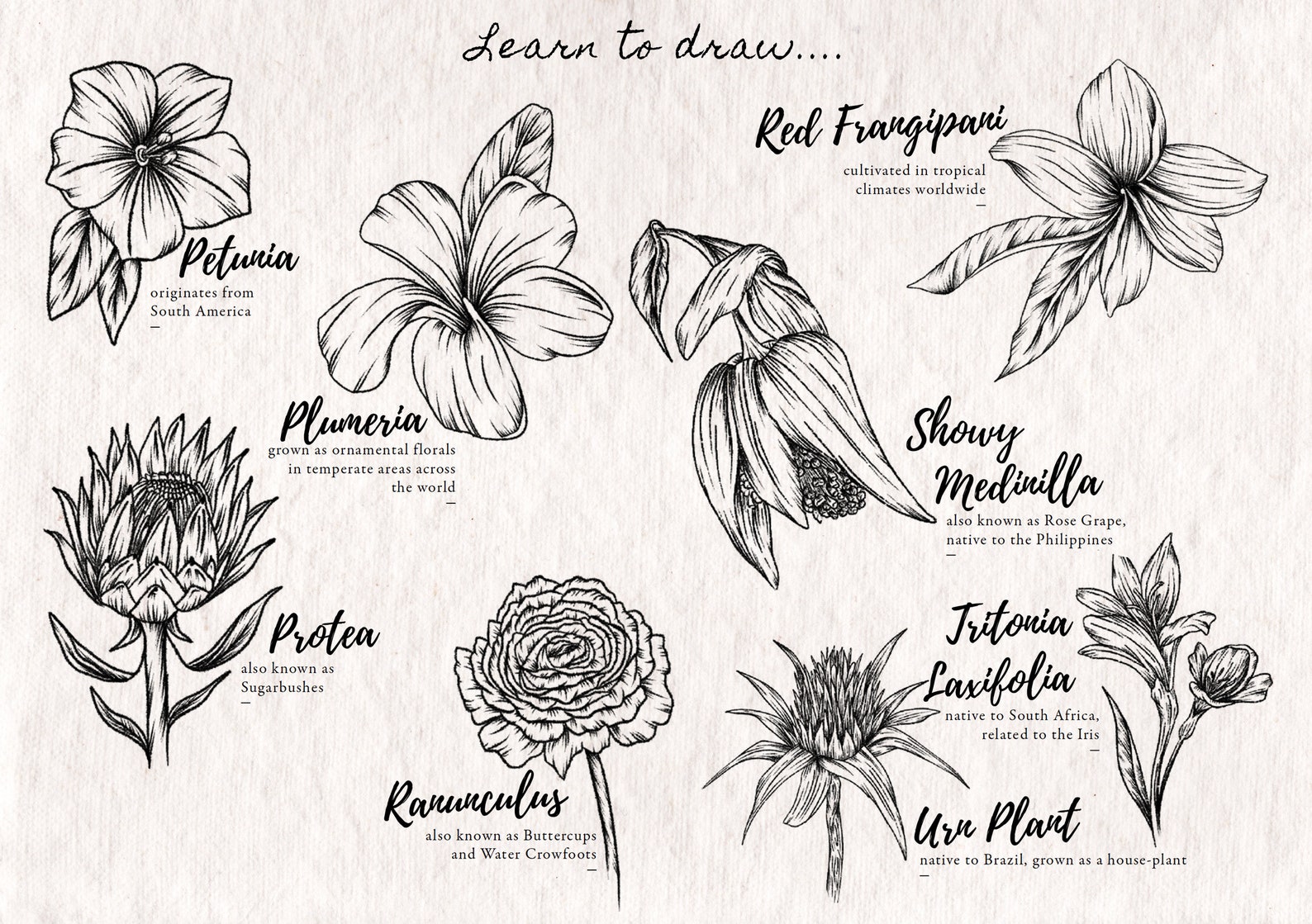How to Draw Summer Flowers Learn How to Draw Flowers Step - Etsy UK