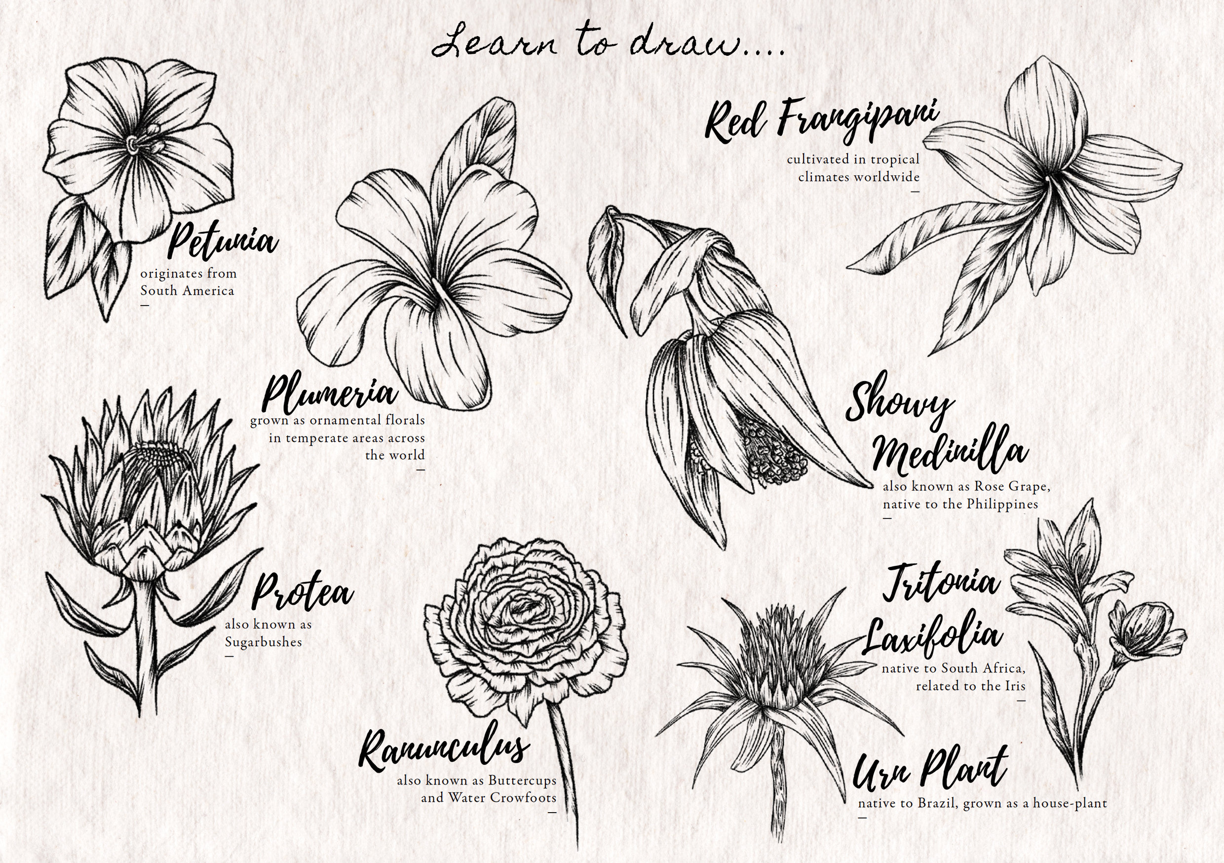 How to Draw Summer Flowers Learn How to Draw Flowers Step by Step Guide ...