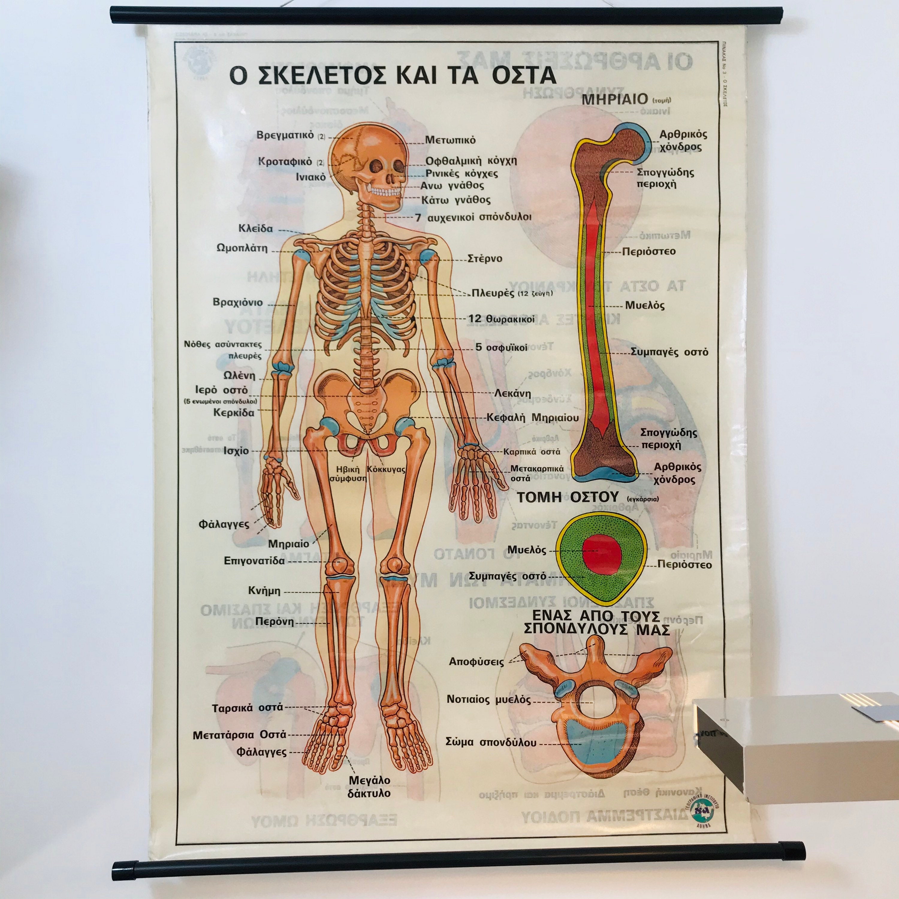 The Skeleton and the Bones Double Sided Old Map School - Etsy