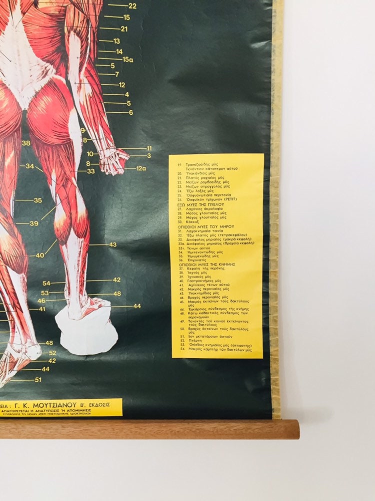 70s Vintage Anatomical Chart-human Muscles Back-school Chart - Etsy
