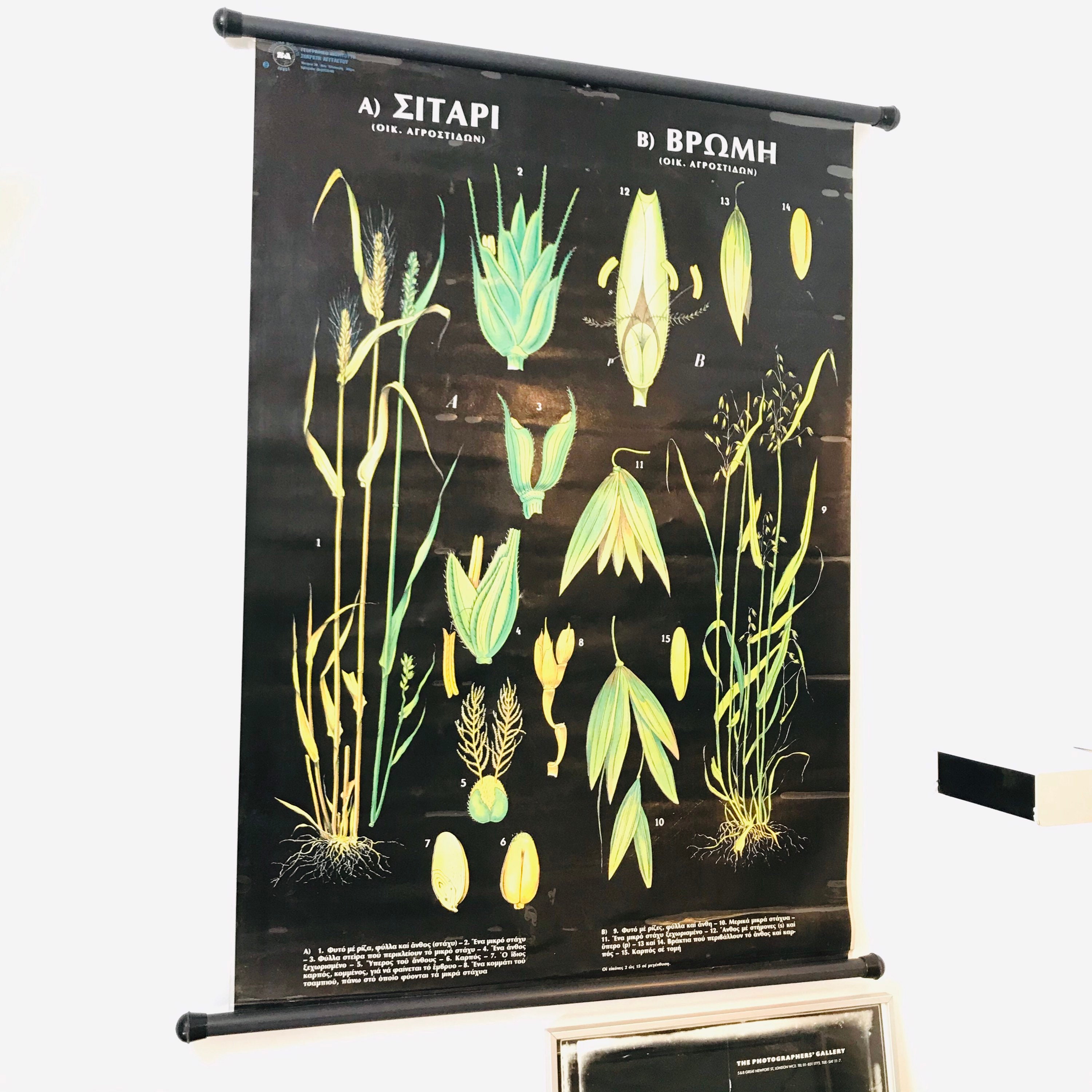 Corn Wheat Oats Double Sided Old Map School Chart - Etsy