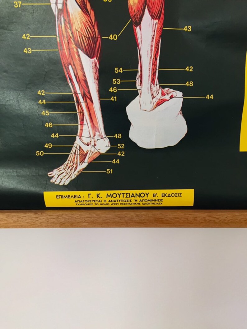70s Vintage Anatomical Chart-human Muscles Back-school Chart - Etsy
