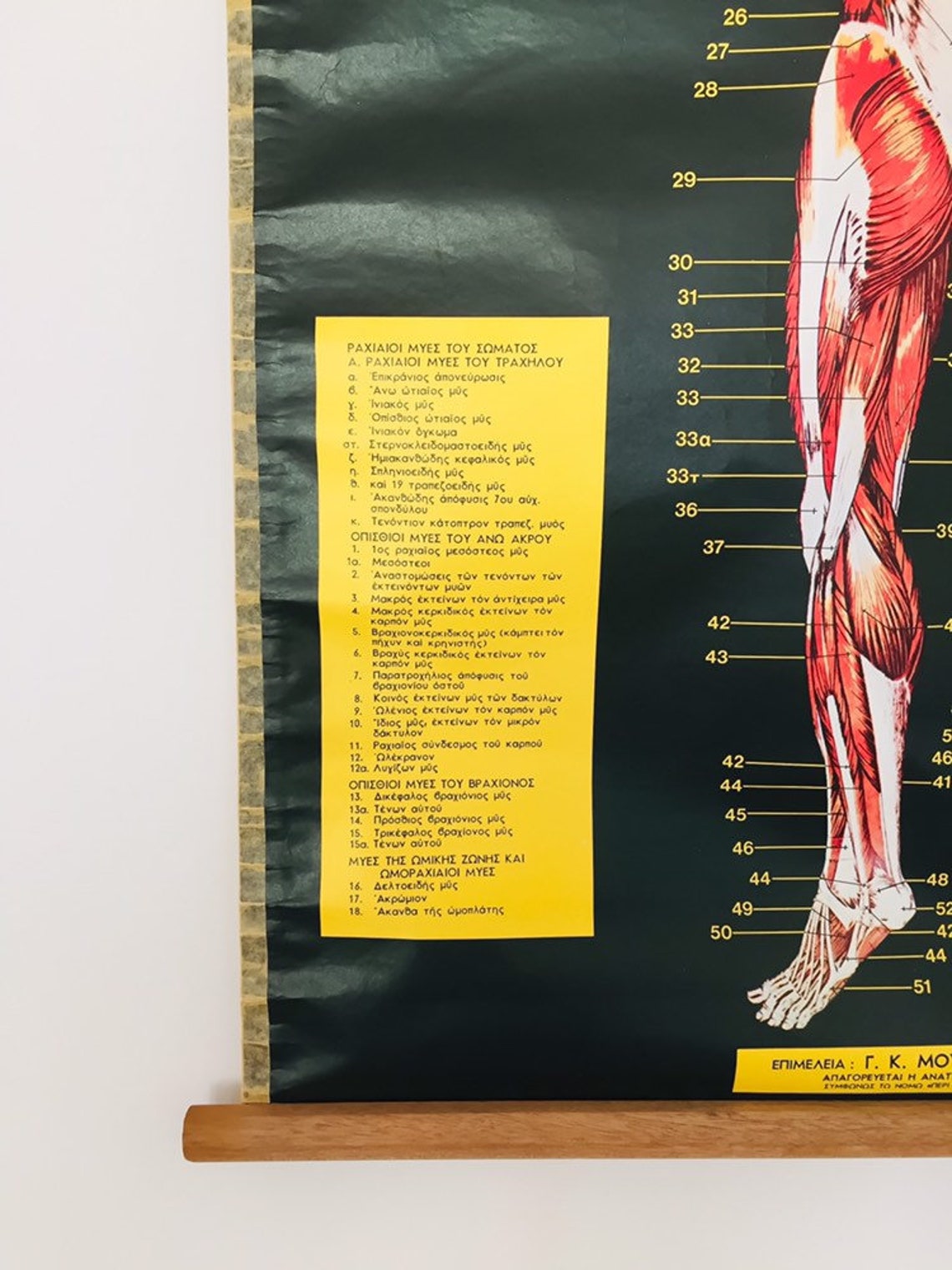 70s Vintage Anatomical Chart-human Muscles Back-school Chart - Etsy