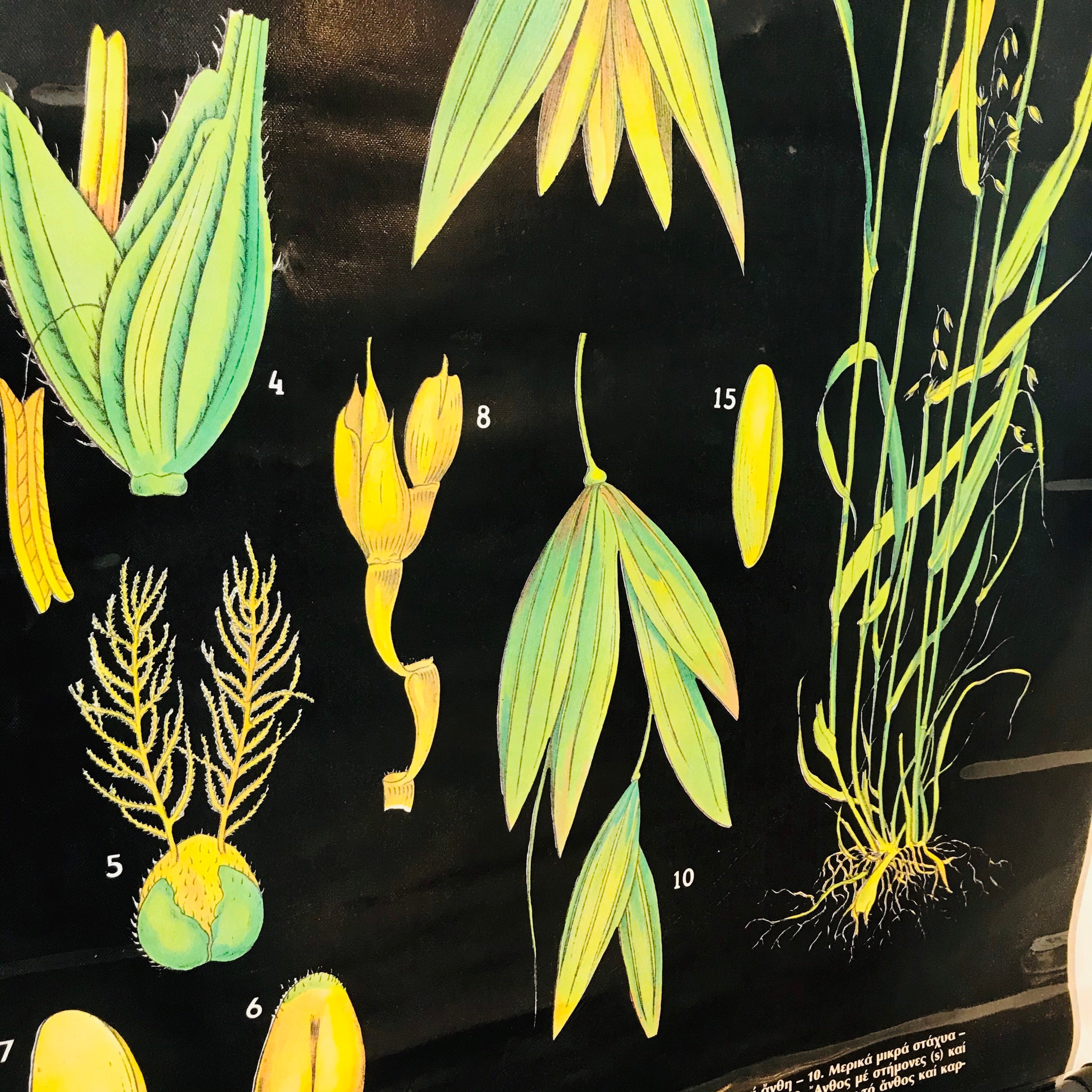 Corn Wheat Oats Double Sided Old Map School Chart - Etsy