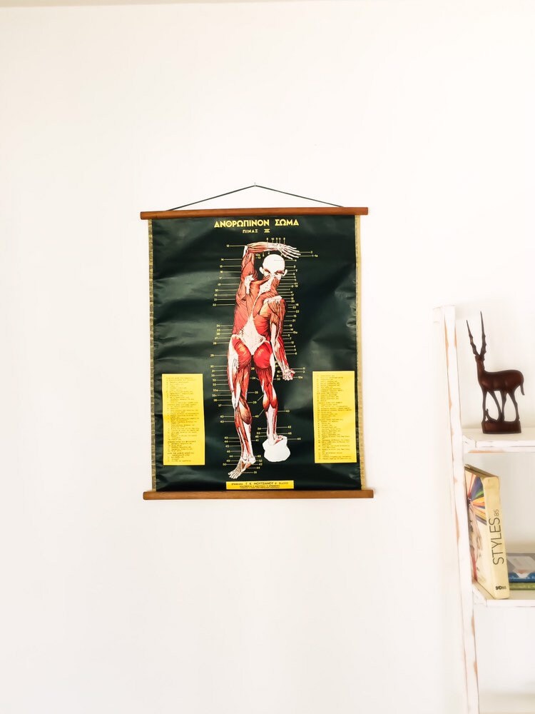 70s Vintage Anatomical Chart-human Muscles Back-school Chart - Etsy